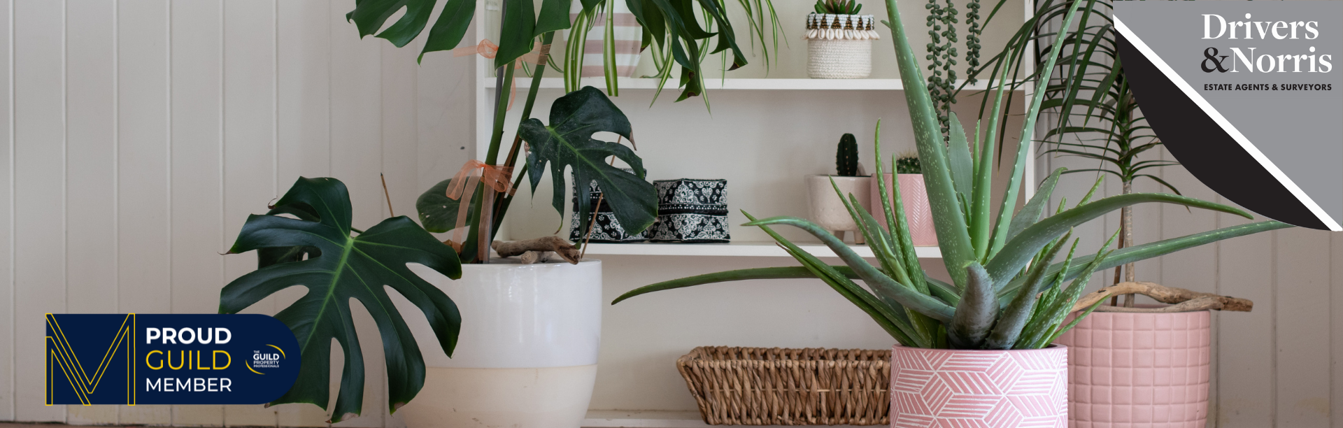 Bring Nature Indoors: Your Guide to House Plants | Drivers & Norris